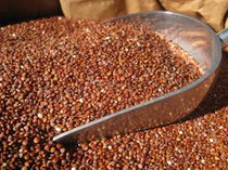 Red Quinoa Bulk 12kg Evoo QF (2 Day Pre Order) – Evoo Quality Foods